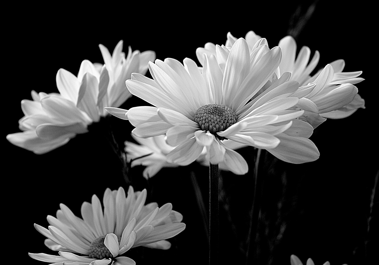 Black And White Spring Time Wallpapers - Wallpaper Cave