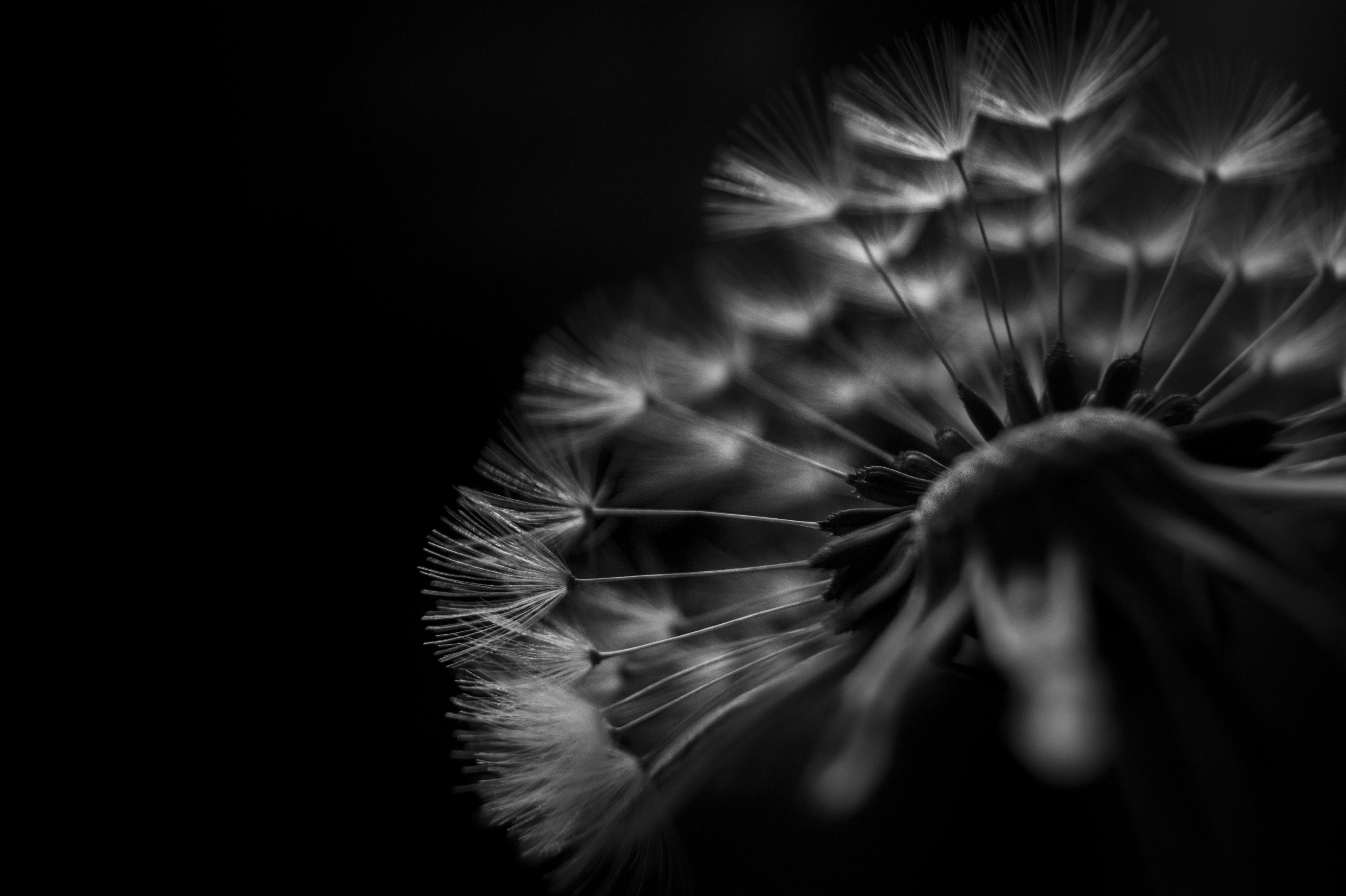 Black And White Spring Time Wallpapers - Wallpaper Cave