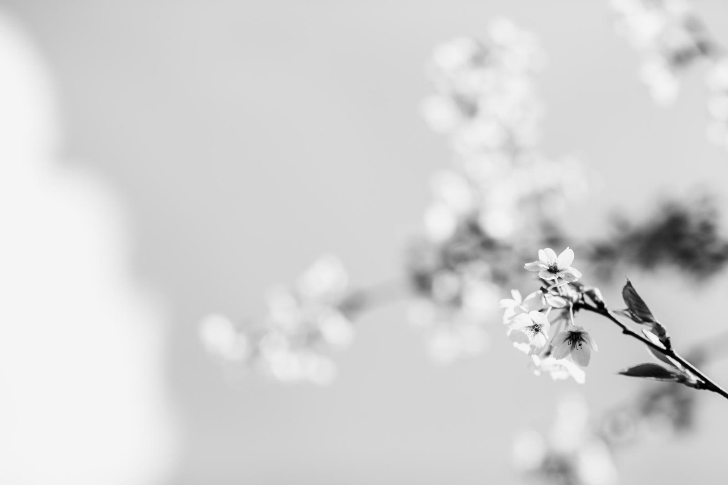Black And White Spring Time Wallpapers - Wallpaper Cave