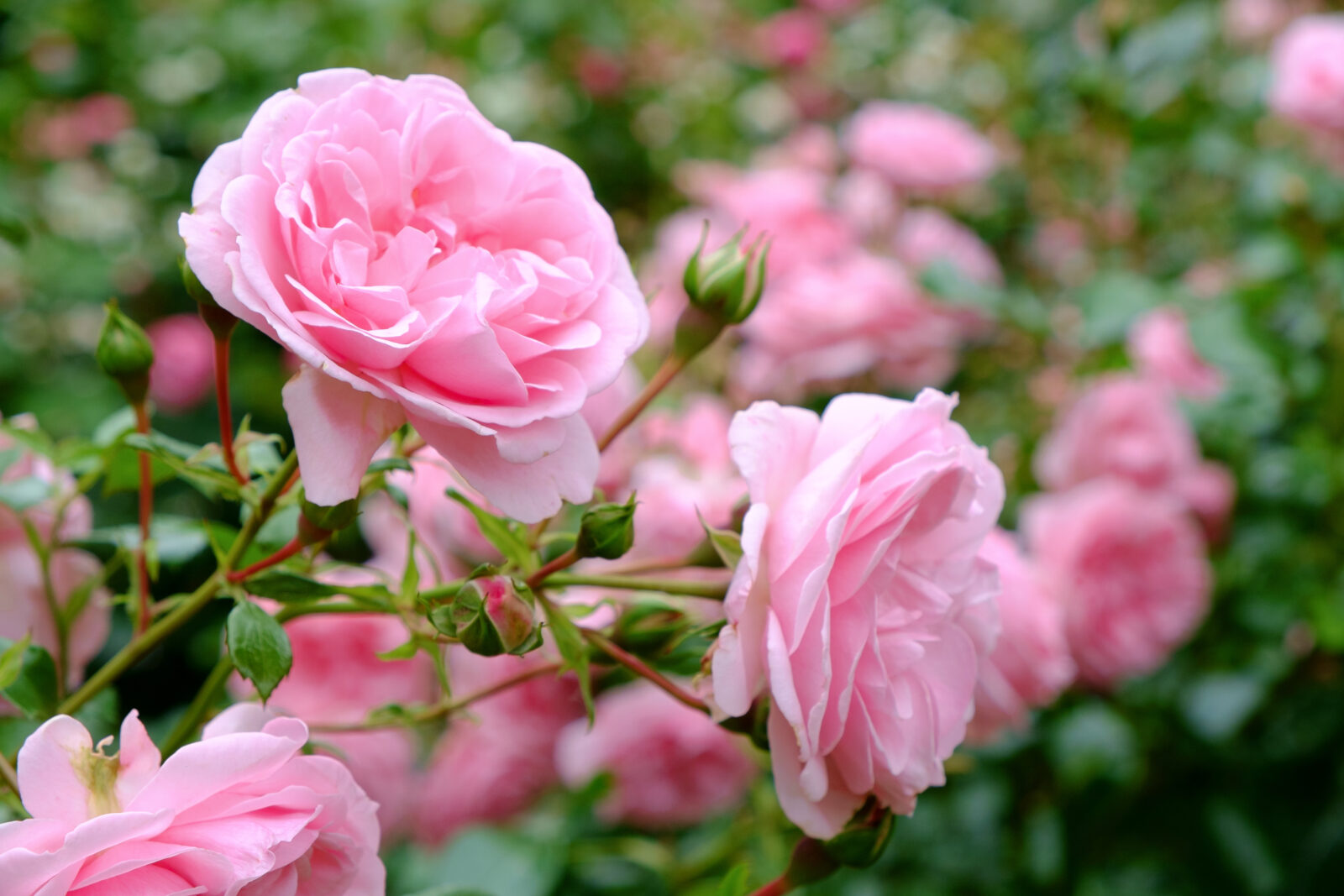 Rose Shrub Wallpapers - Wallpaper Cave