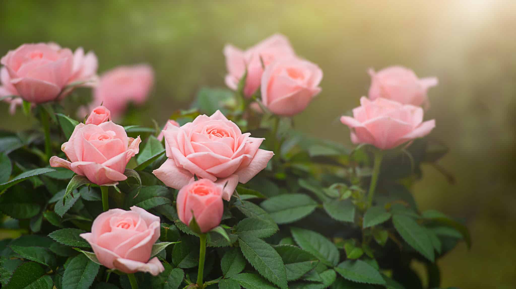 Rose Shrub Wallpapers - Wallpaper Cave
