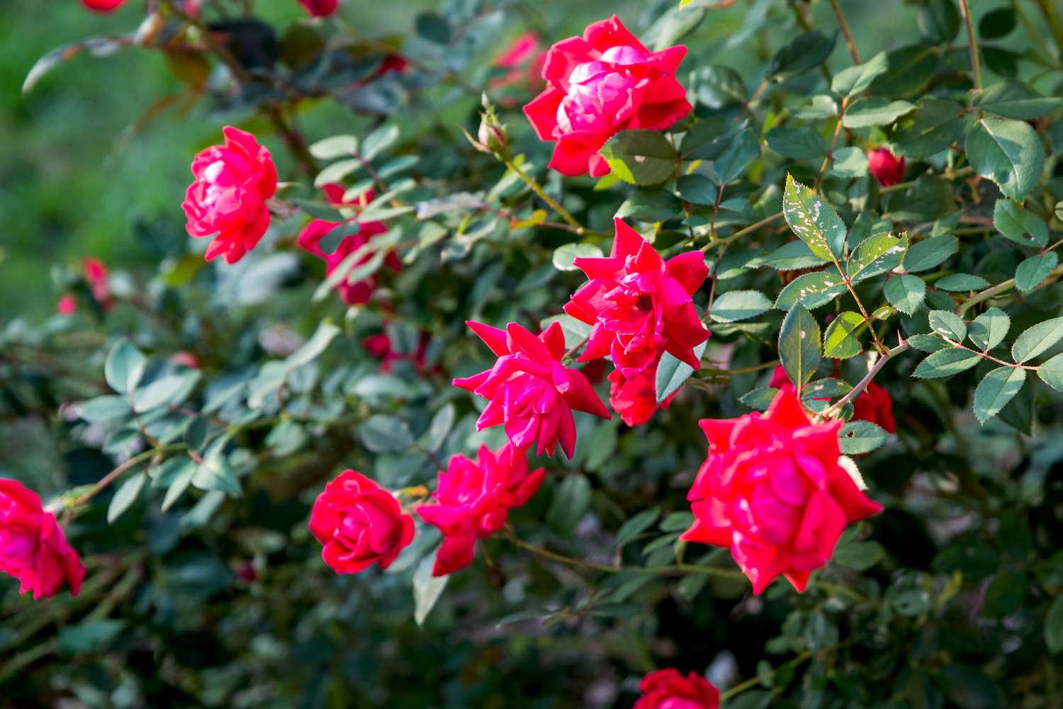 Rose Shrub Wallpapers - Wallpaper Cave