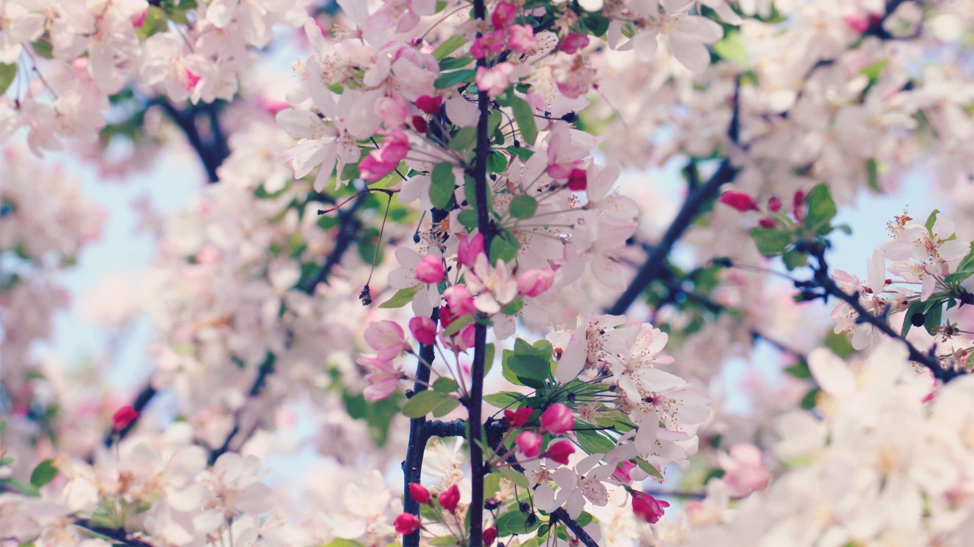 Spring Season Pink Leaves Wallpapers - Wallpaper Cave