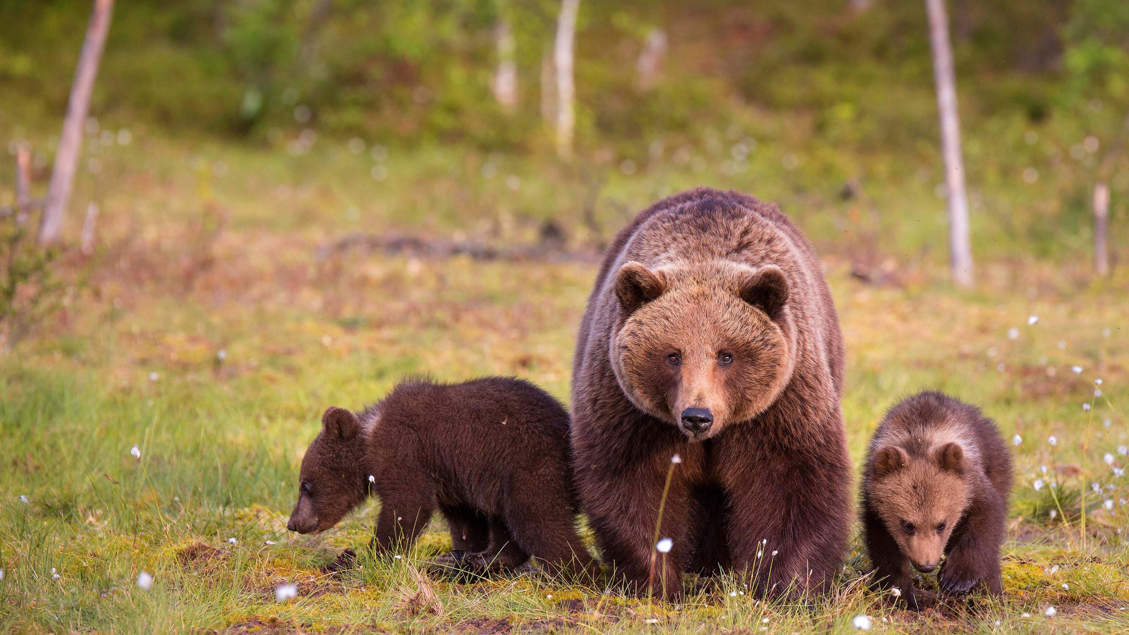 Bear Summer Wallpapers - Wallpaper Cave