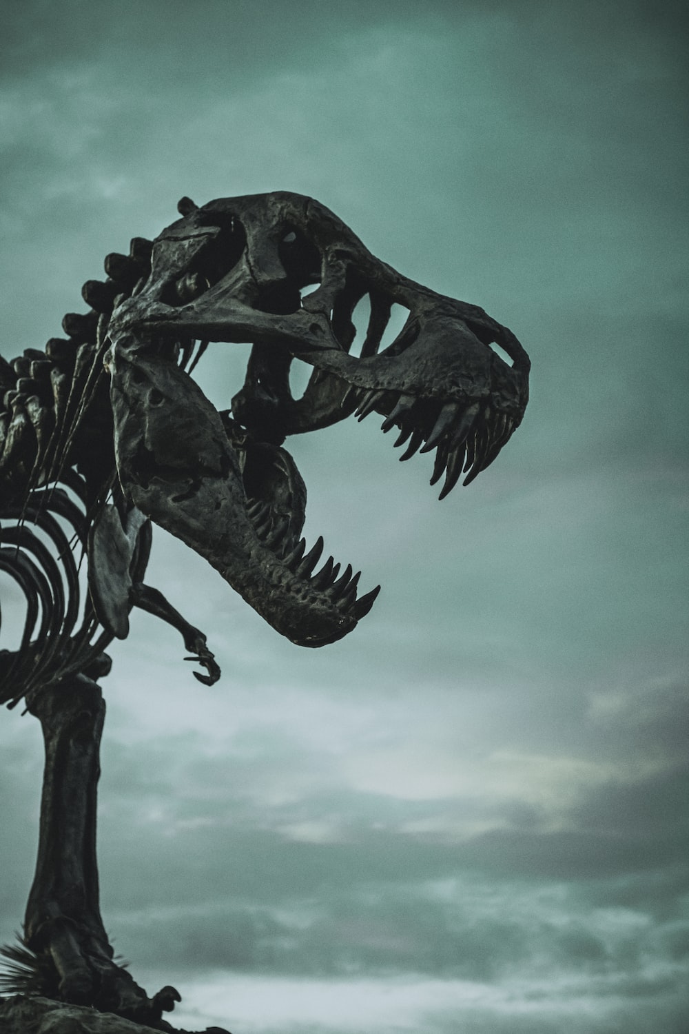 Paleontologist Wallpapers - Wallpaper Cave