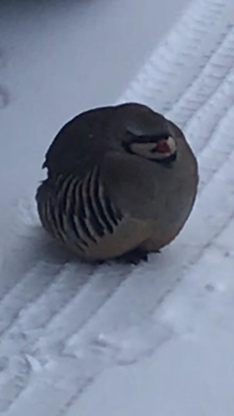 Fat Bird Wallpapers - Wallpaper Cave