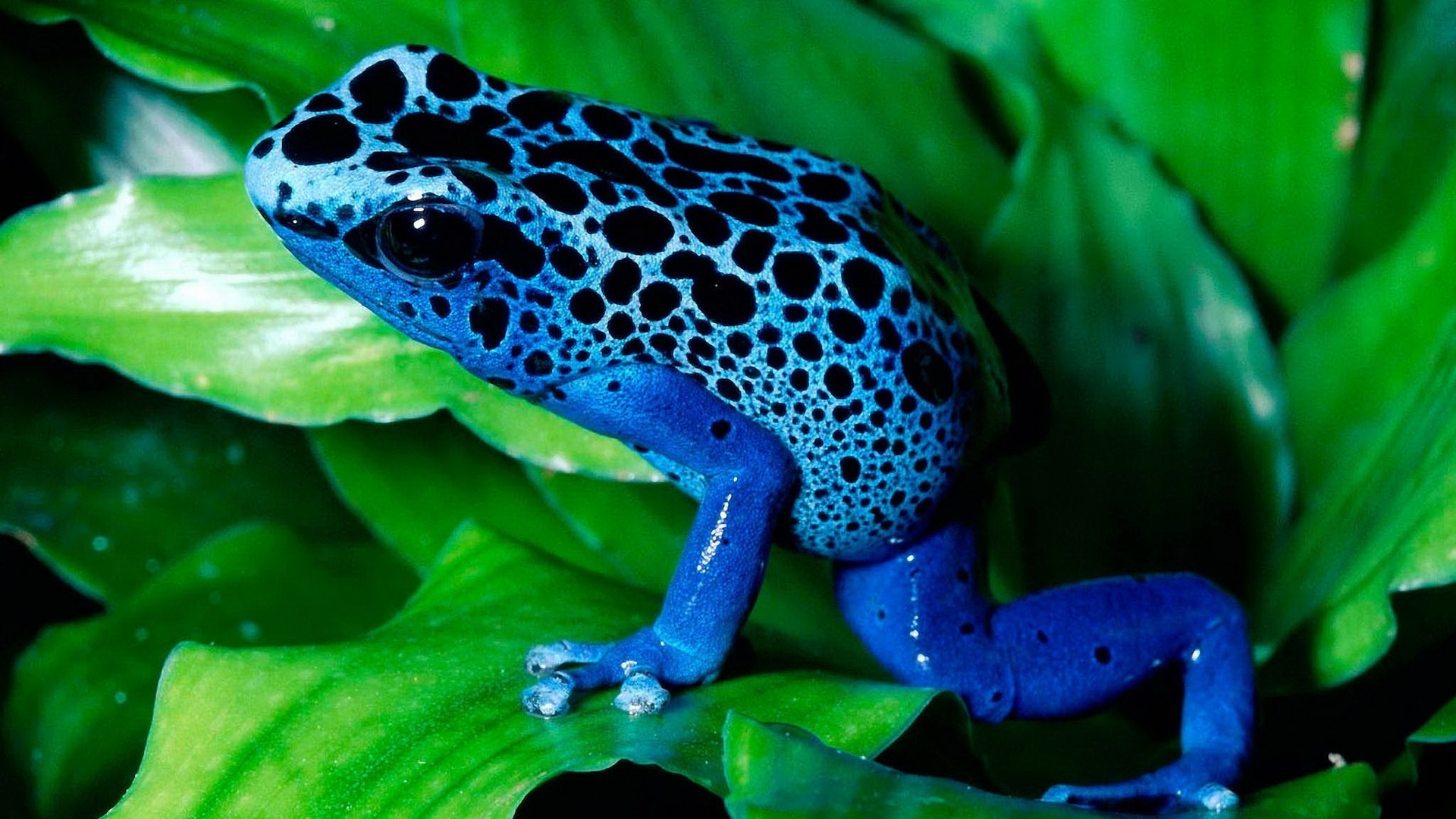 Blue Frog Wallpapers - Wallpaper Cave