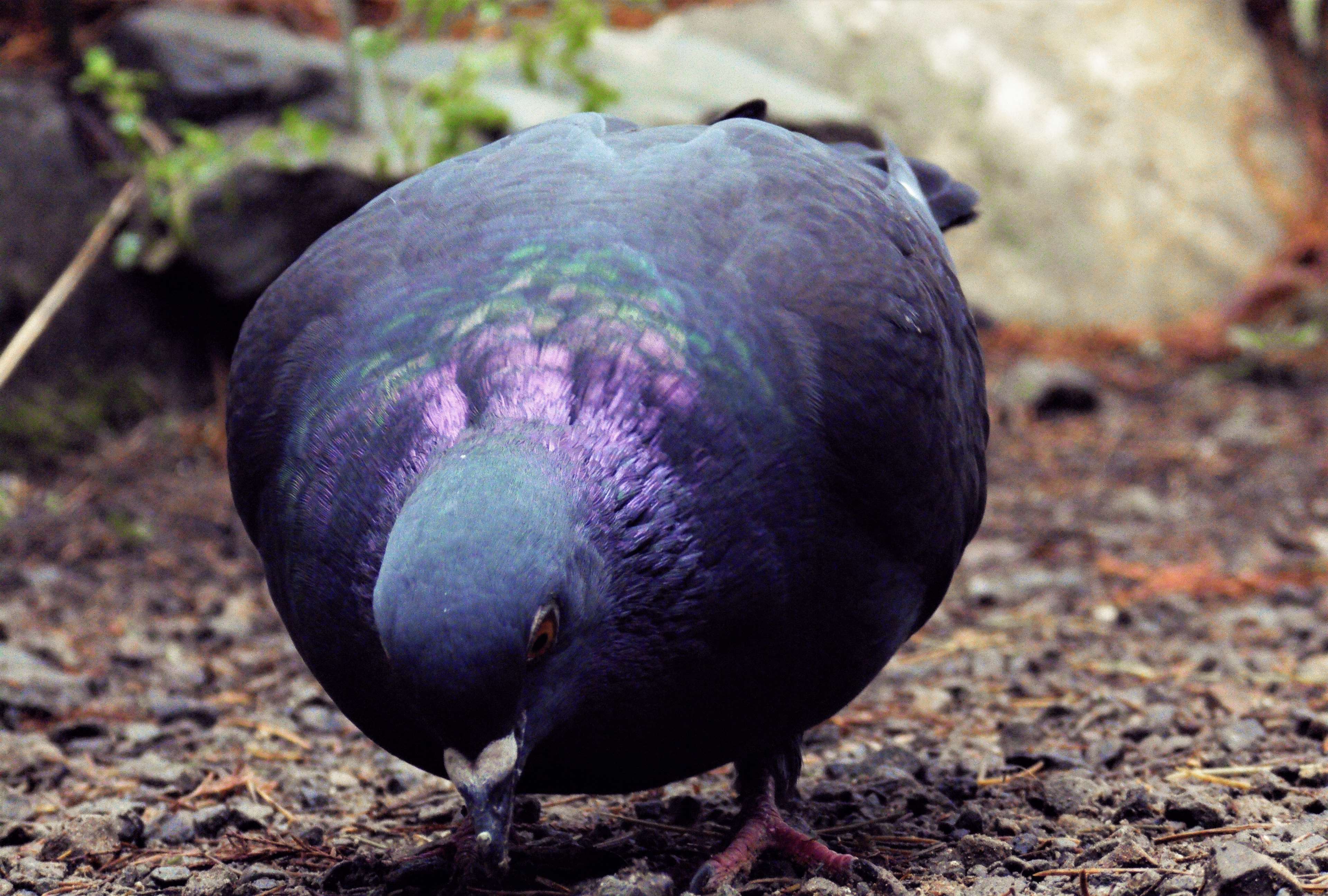 Fat Bird Wallpapers - Wallpaper Cave