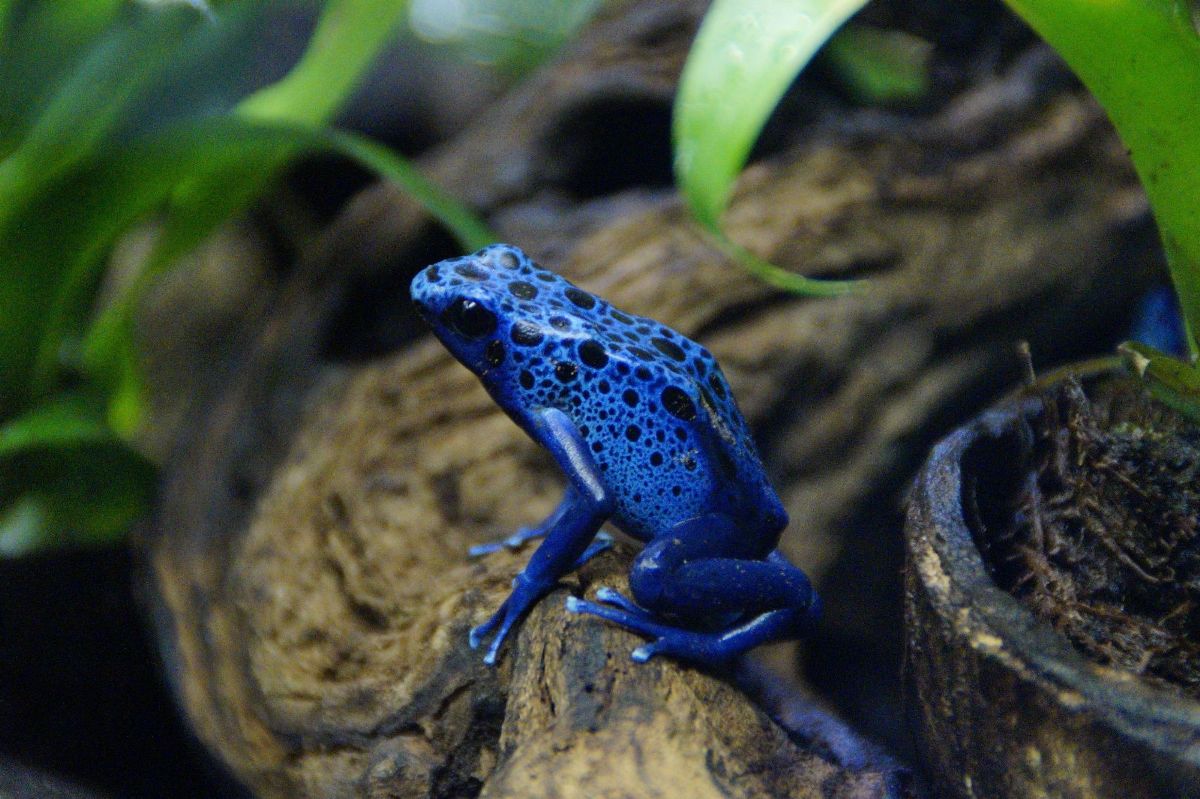 Blue Frog Wallpapers - Wallpaper Cave