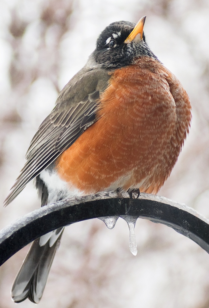 Fat Bird Wallpapers - Wallpaper Cave