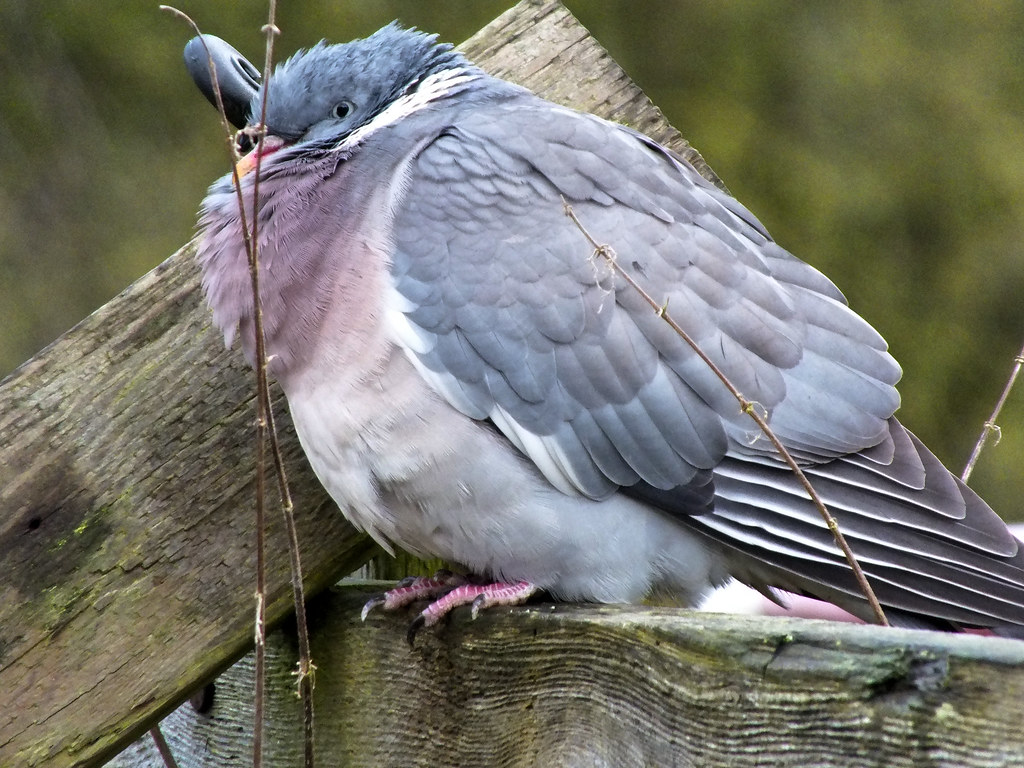 Fat Bird Wallpapers - Wallpaper Cave