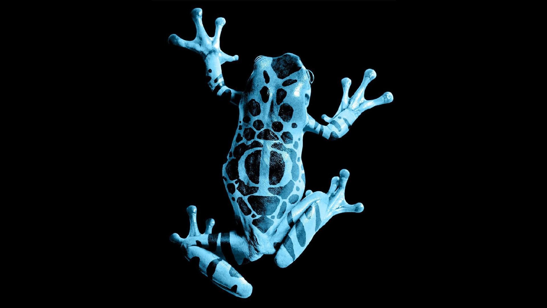 Blue Frog Wallpapers - Wallpaper Cave
