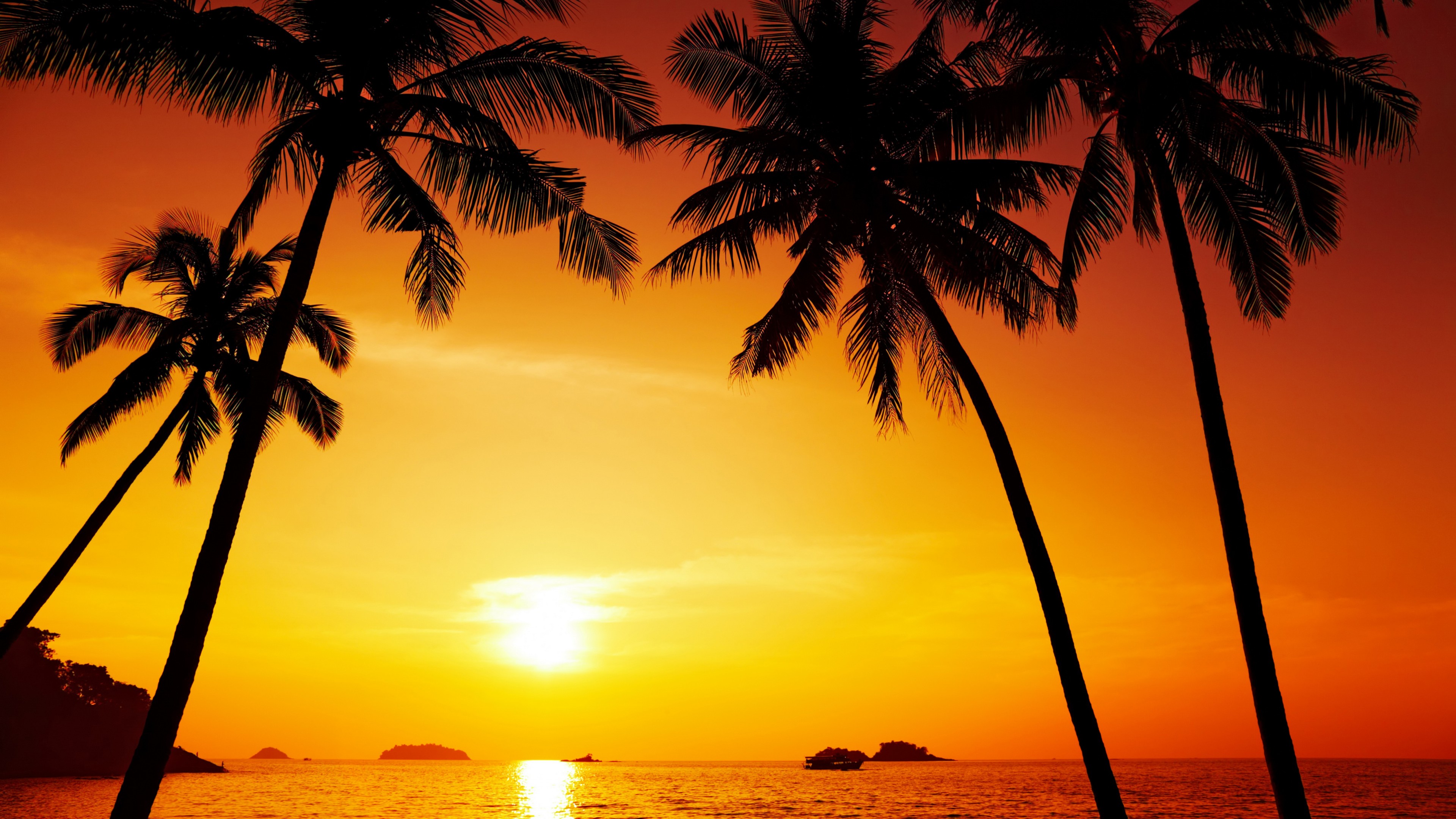 Palm Tree Sunset 4k Wallpapers - Wallpaper Cave