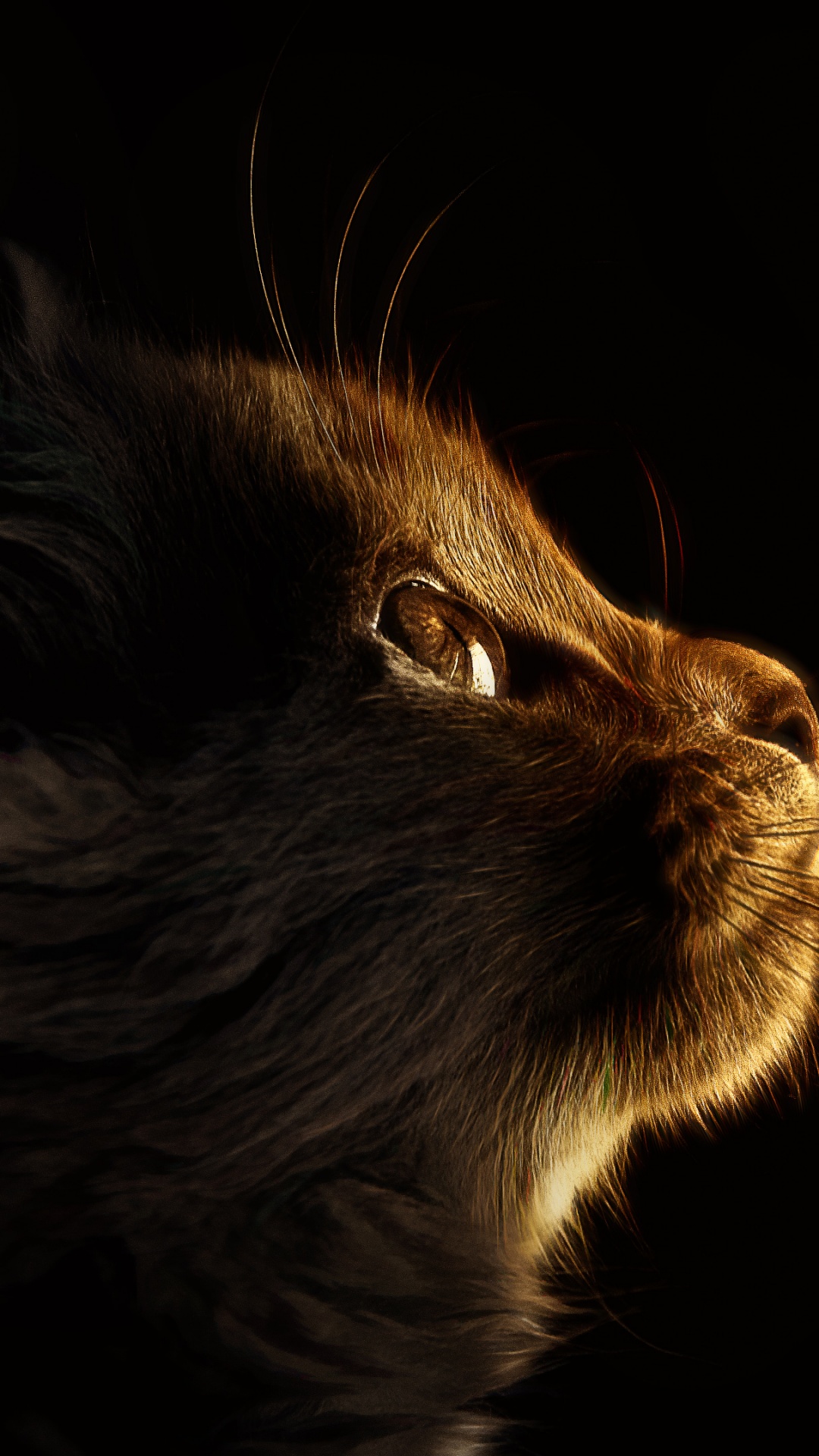 Cool Kitten Wallpapers - Wallpaper Cave