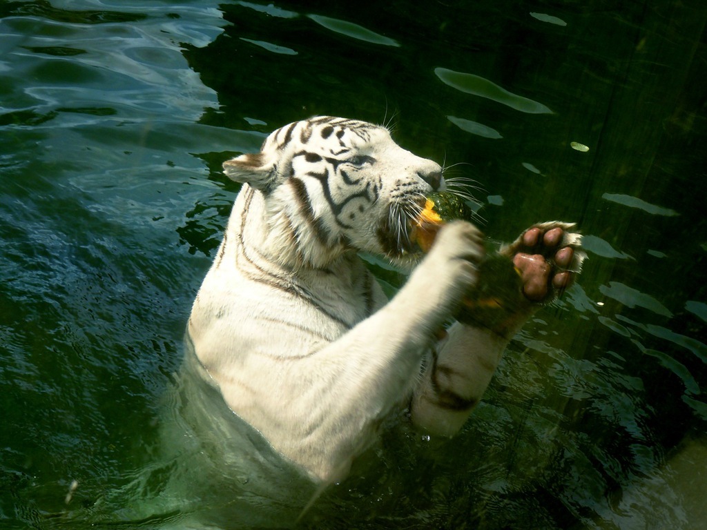 Funny Tiger Wallpapers - Wallpaper Cave