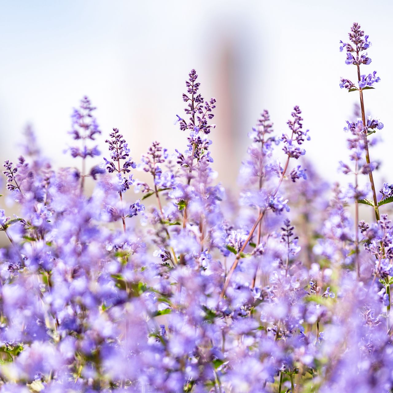 Spring Light Lavander Wallpapers - Wallpaper Cave