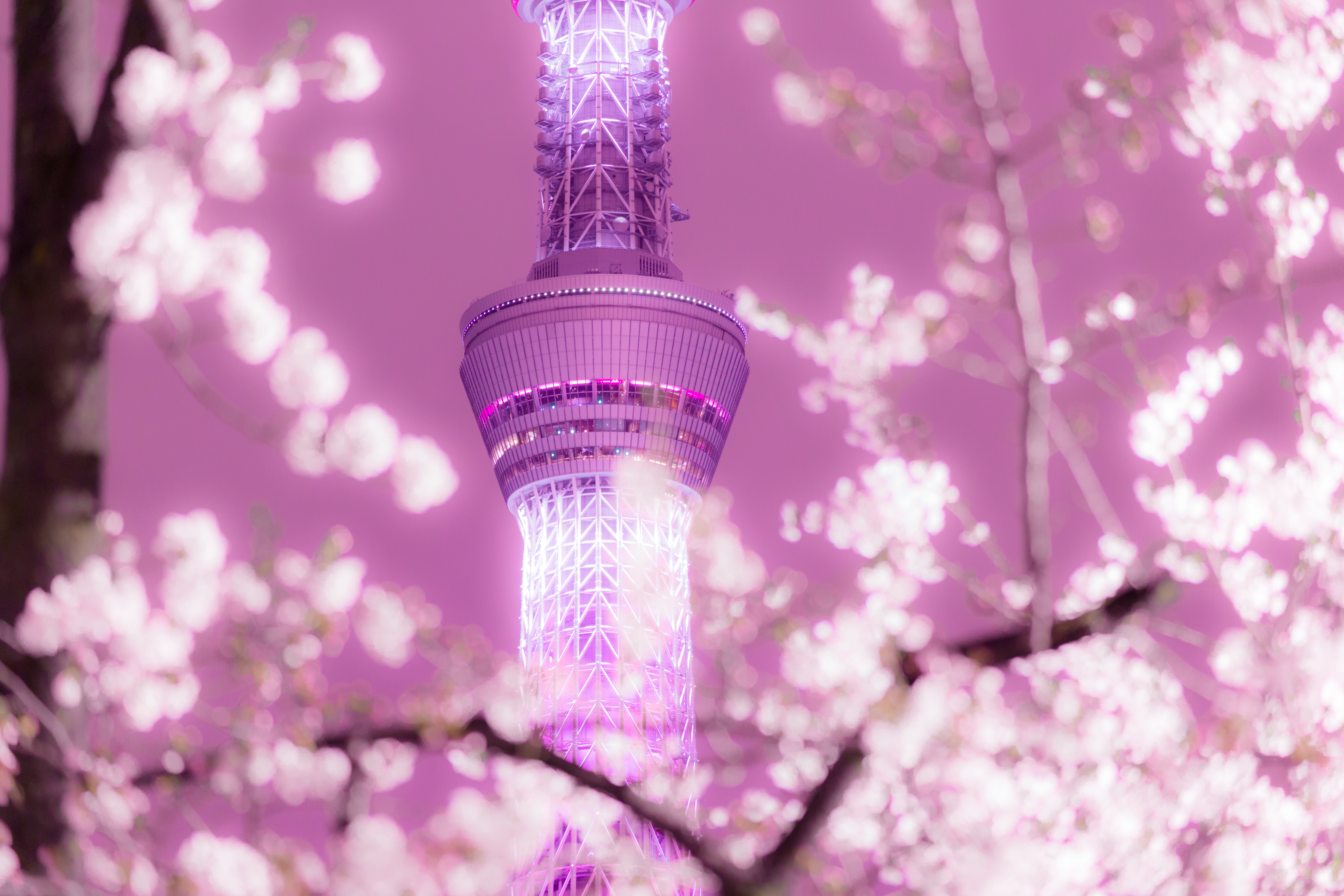 Spring Light Lavander Wallpapers - Wallpaper Cave