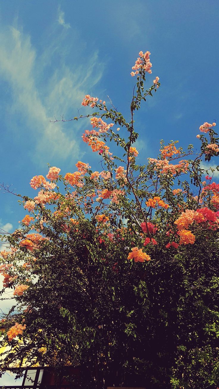 Vintage Summer Nature Wallpapers - Wallpaper Cave