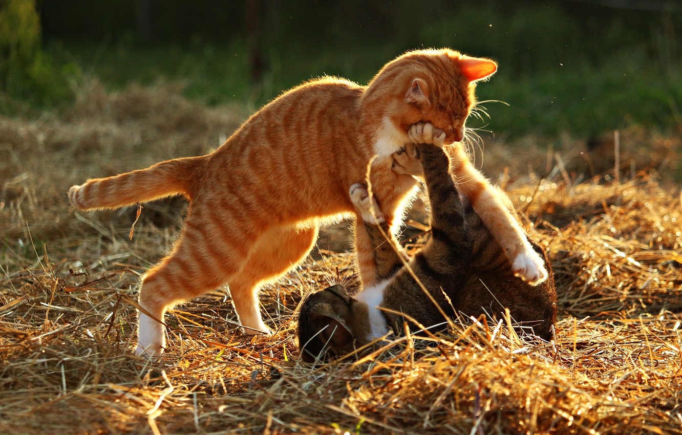 Cat Fight Wallpapers - Wallpaper Cave