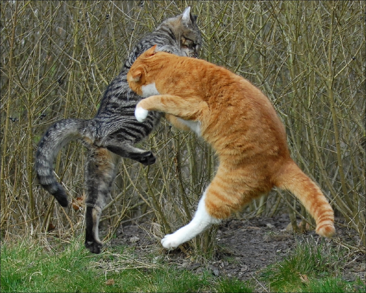 Cat Fight Wallpapers - Wallpaper Cave