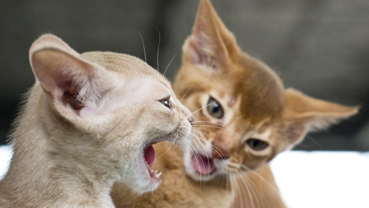 Cat Fight Wallpapers - Wallpaper Cave