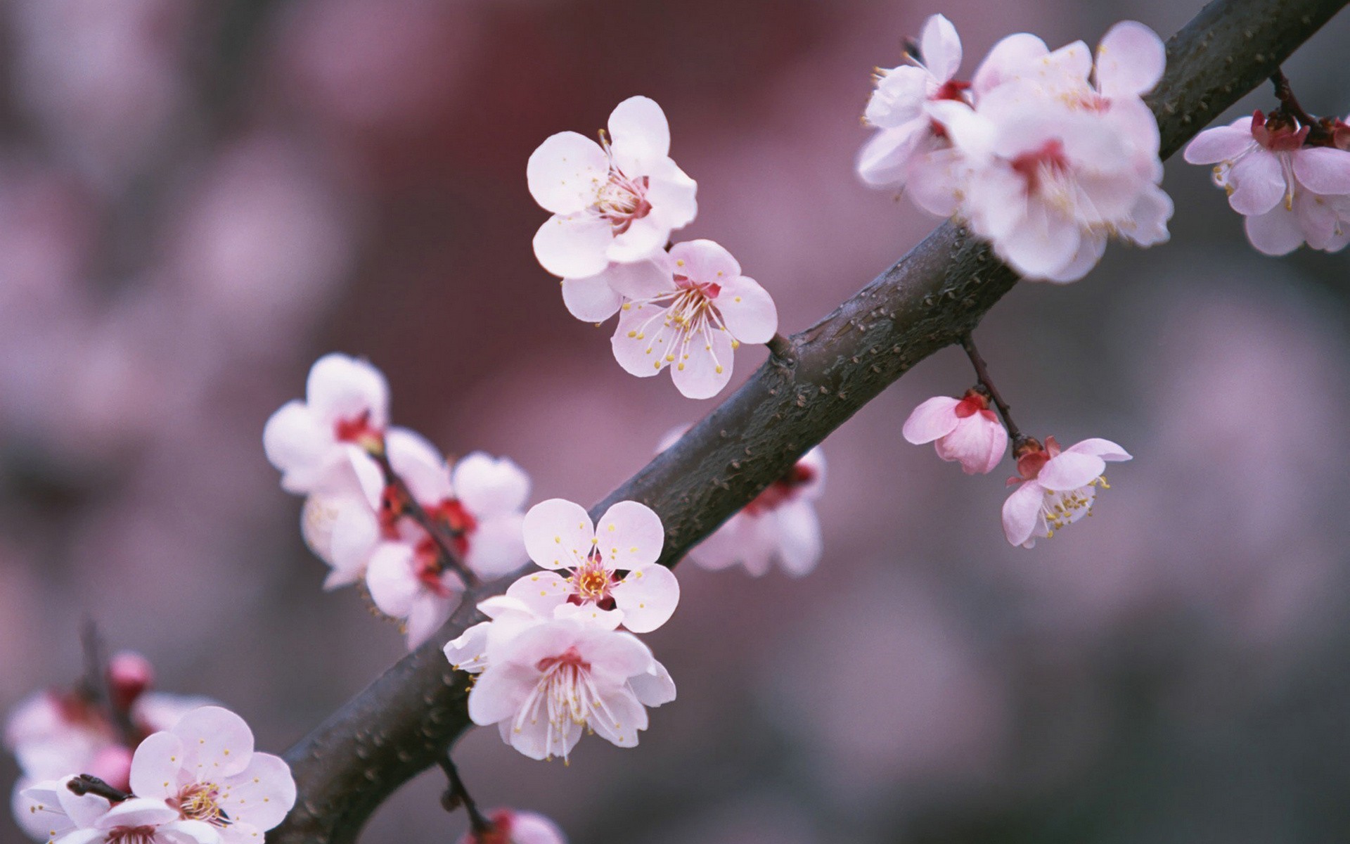 Japanese Spring Flower Wallpapers - Wallpaper Cave