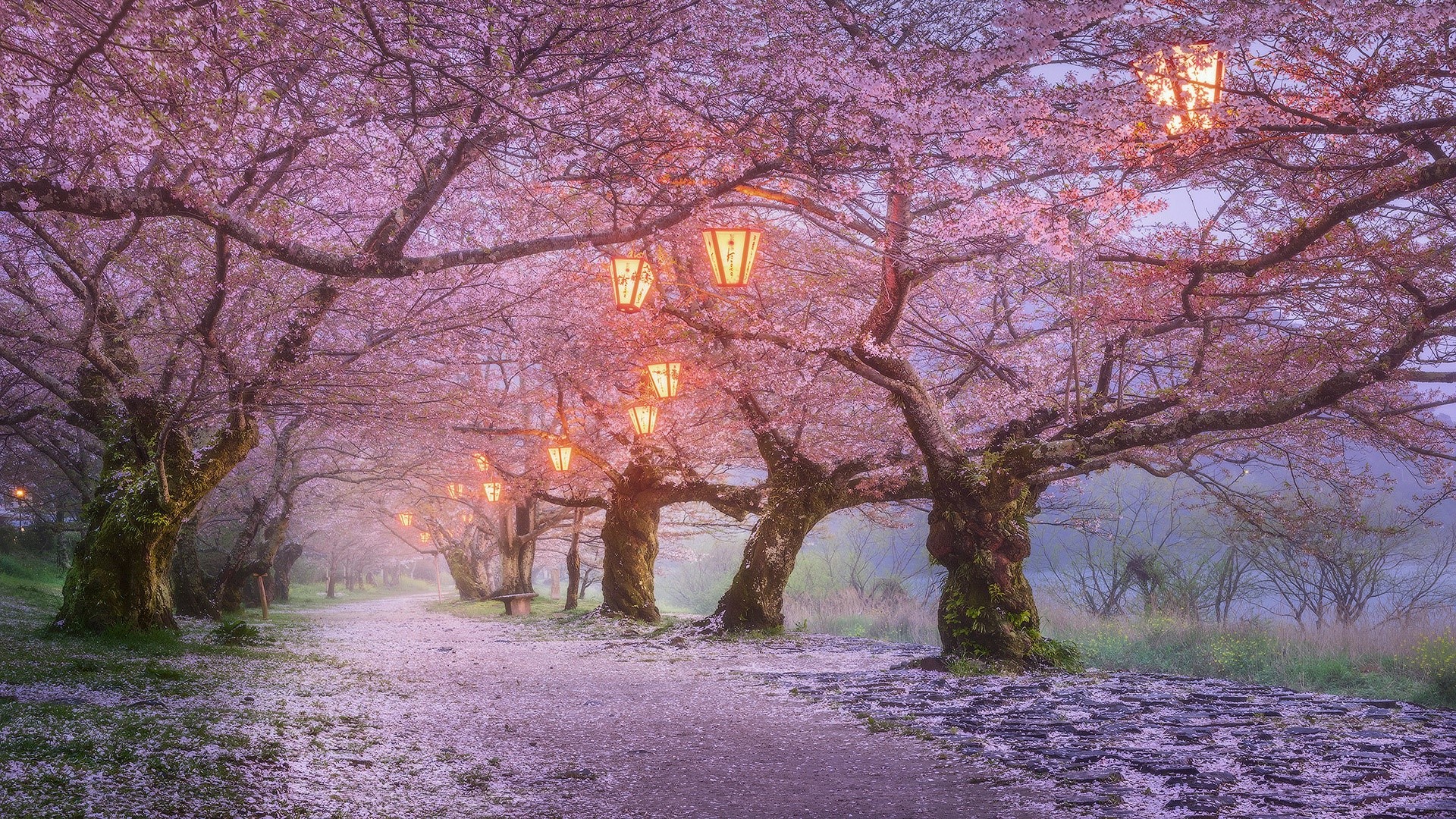Japanese Spring Flower Wallpapers - Wallpaper Cave
