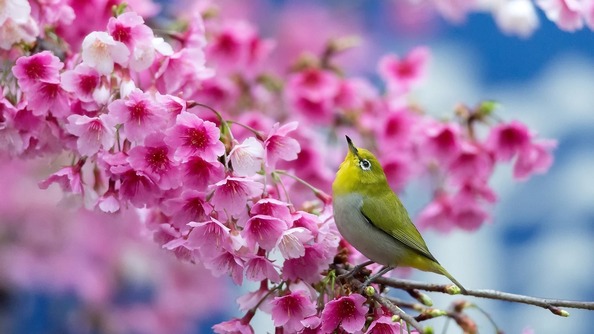 Japanese Spring Flower Wallpapers - Wallpaper Cave