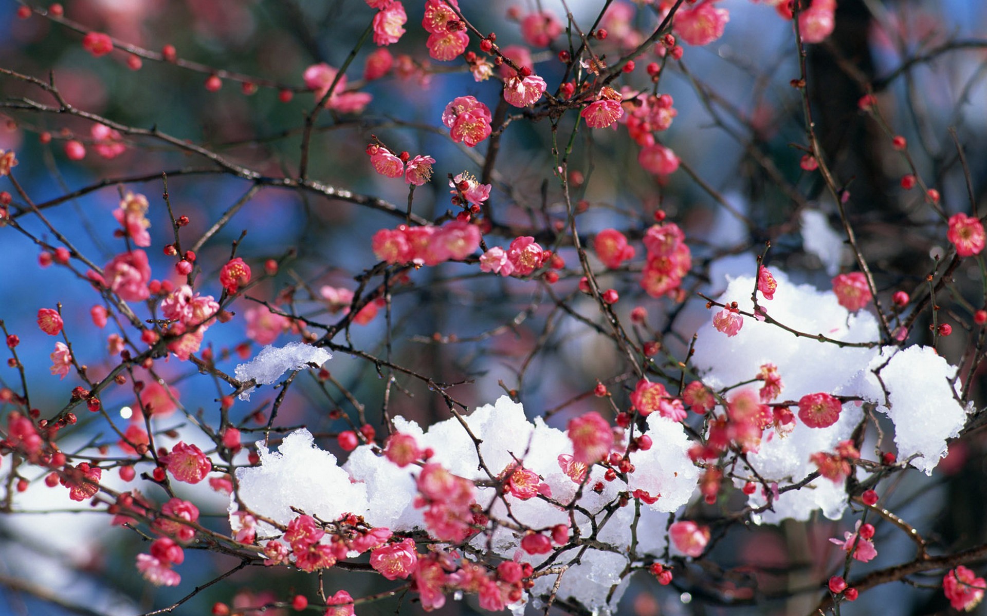 Japanese Spring Flower Wallpapers - Wallpaper Cave