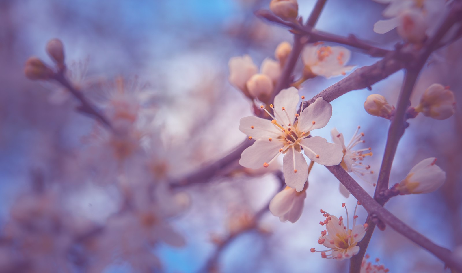 Japanese Spring Flower Wallpapers - Wallpaper Cave