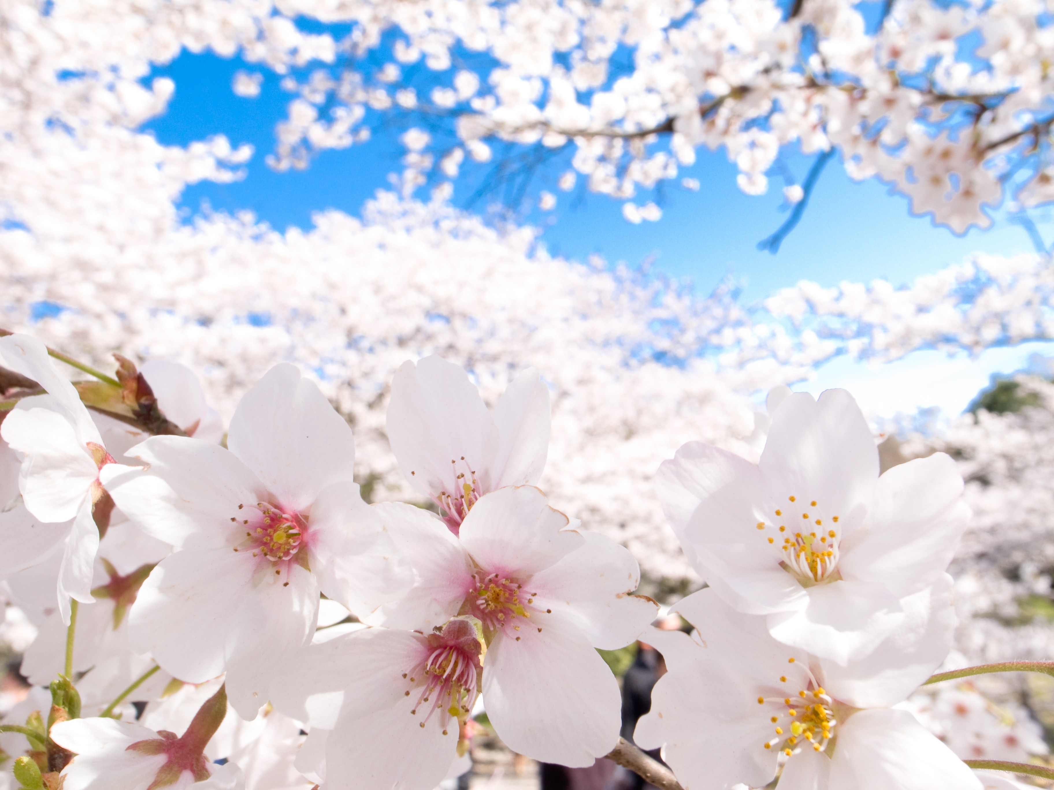 Japanese Spring Flower Wallpapers - Wallpaper Cave