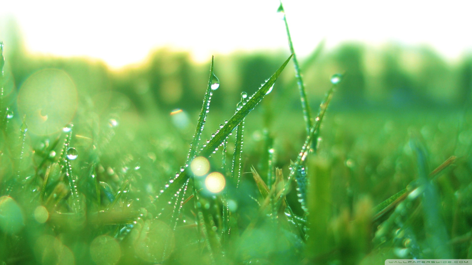 Wet Grass Wallpapers - Wallpaper Cave