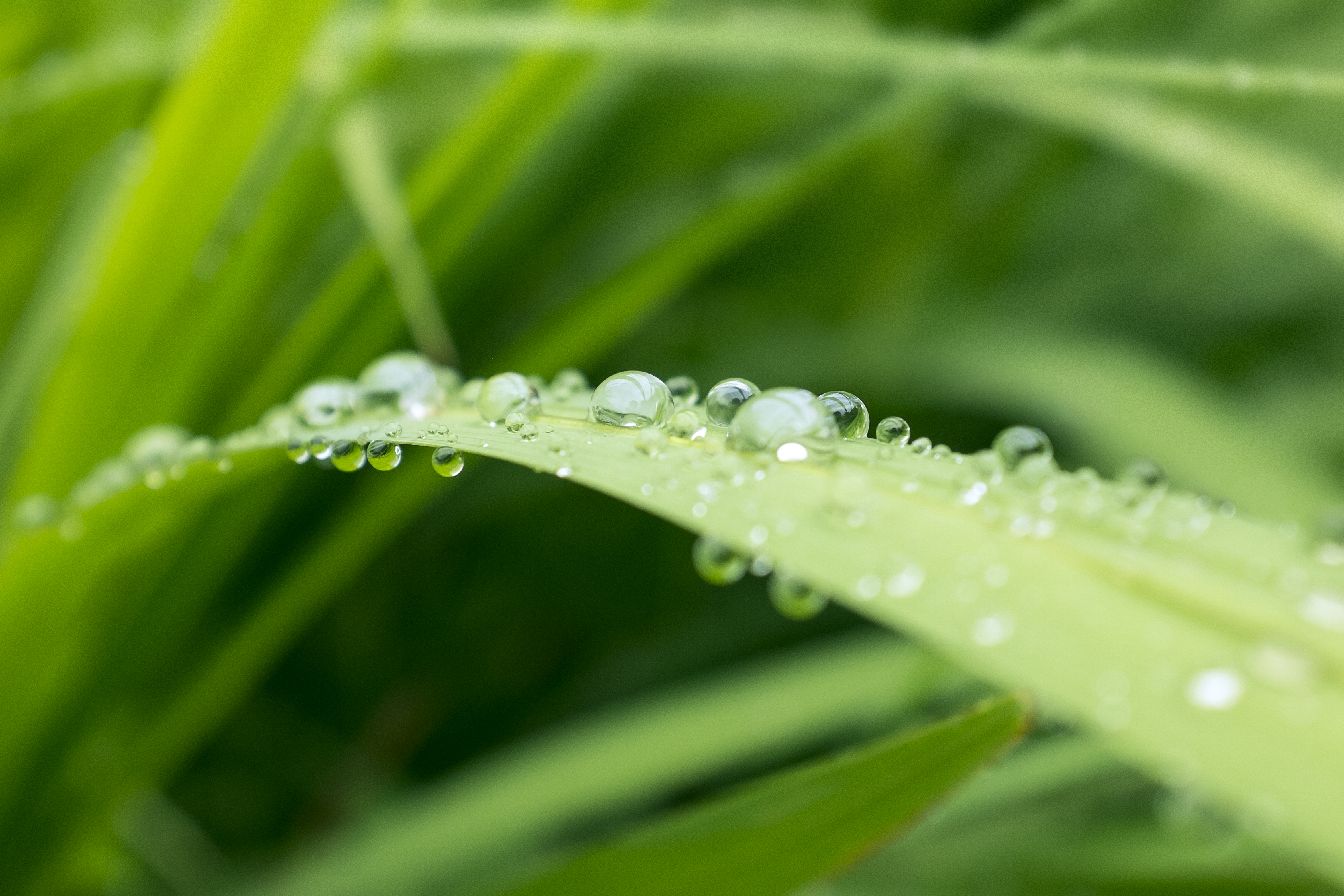 Wet Grass Wallpapers - Wallpaper Cave