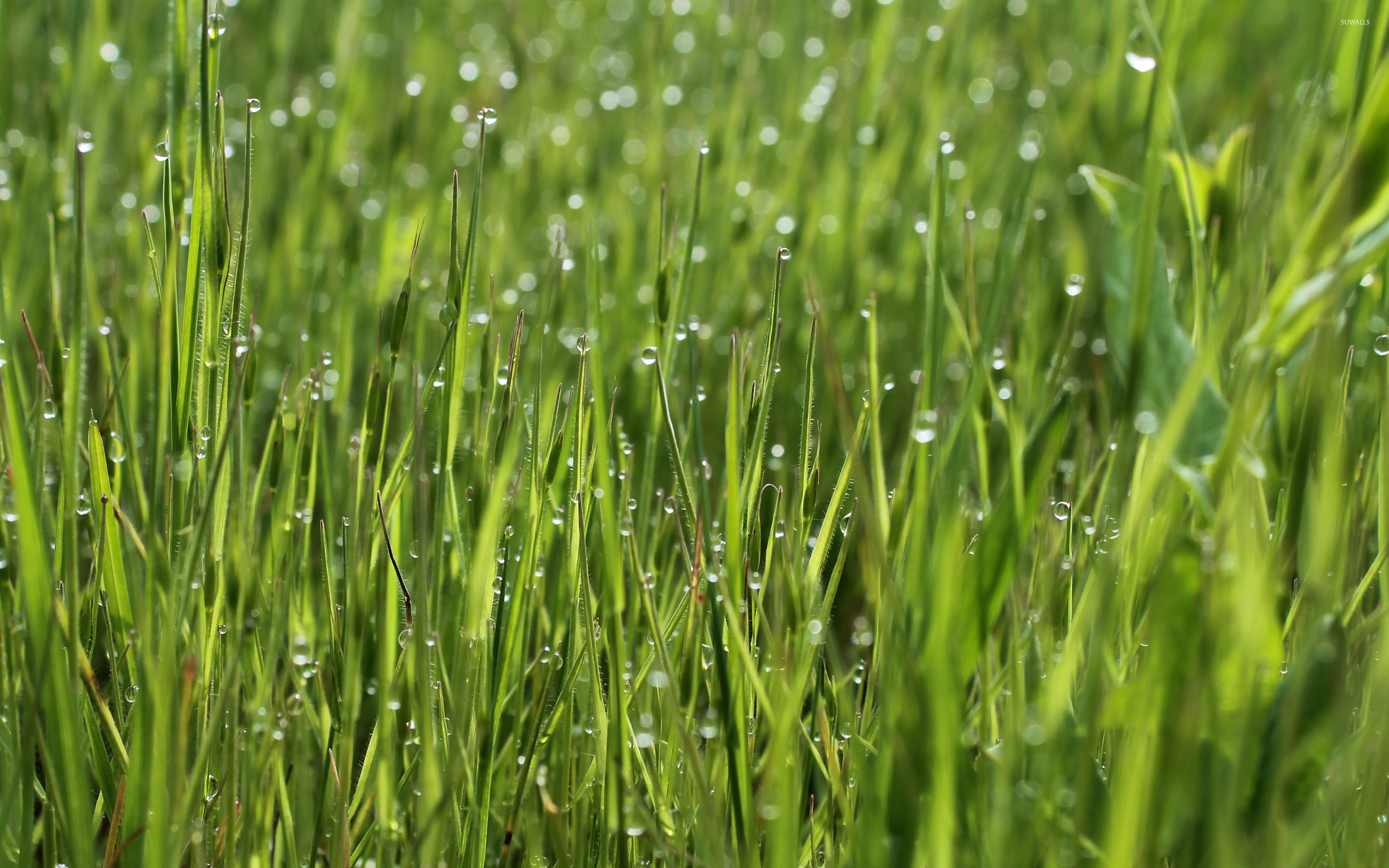 Wet Grass Wallpapers - Wallpaper Cave