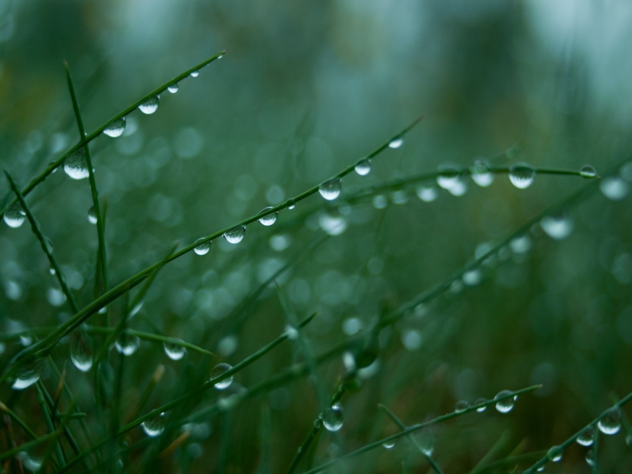 Wet Grass Wallpapers - Wallpaper Cave