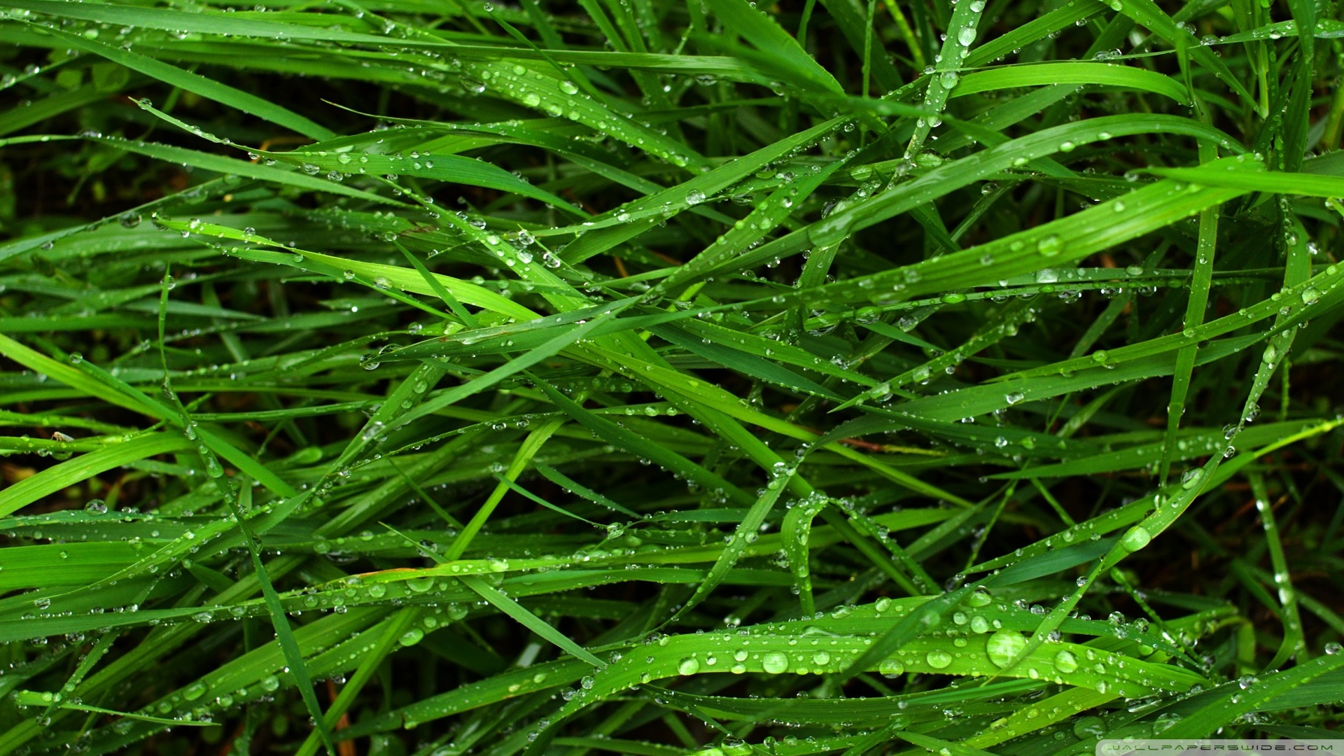 Grass Wallpaper Hd Widescreen