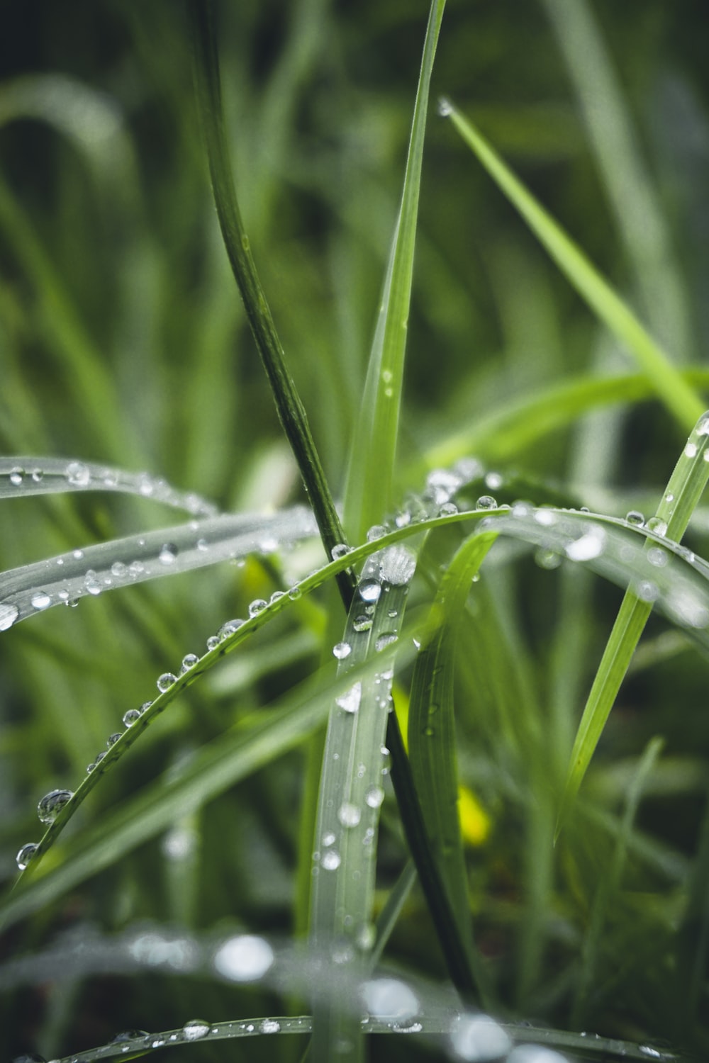 Wet Grass Wallpapers - Wallpaper Cave