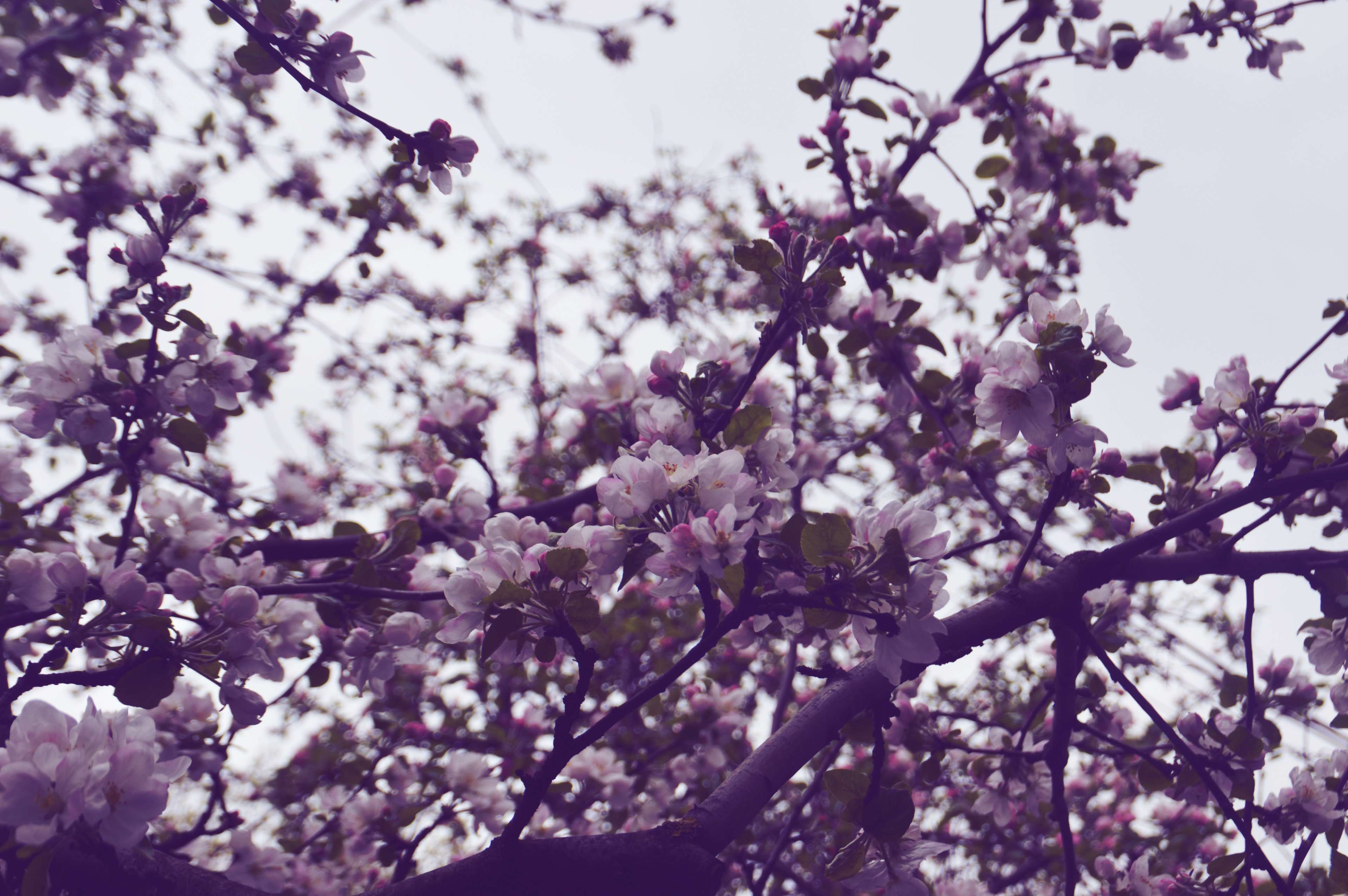 Vintage Spring Wallpapers - Wallpaper Cave