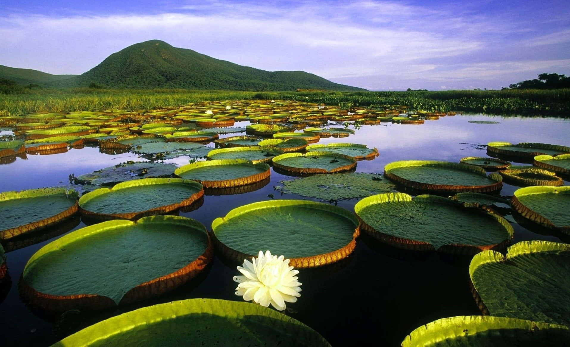 Lily Pond Wallpapers - Wallpaper Cave