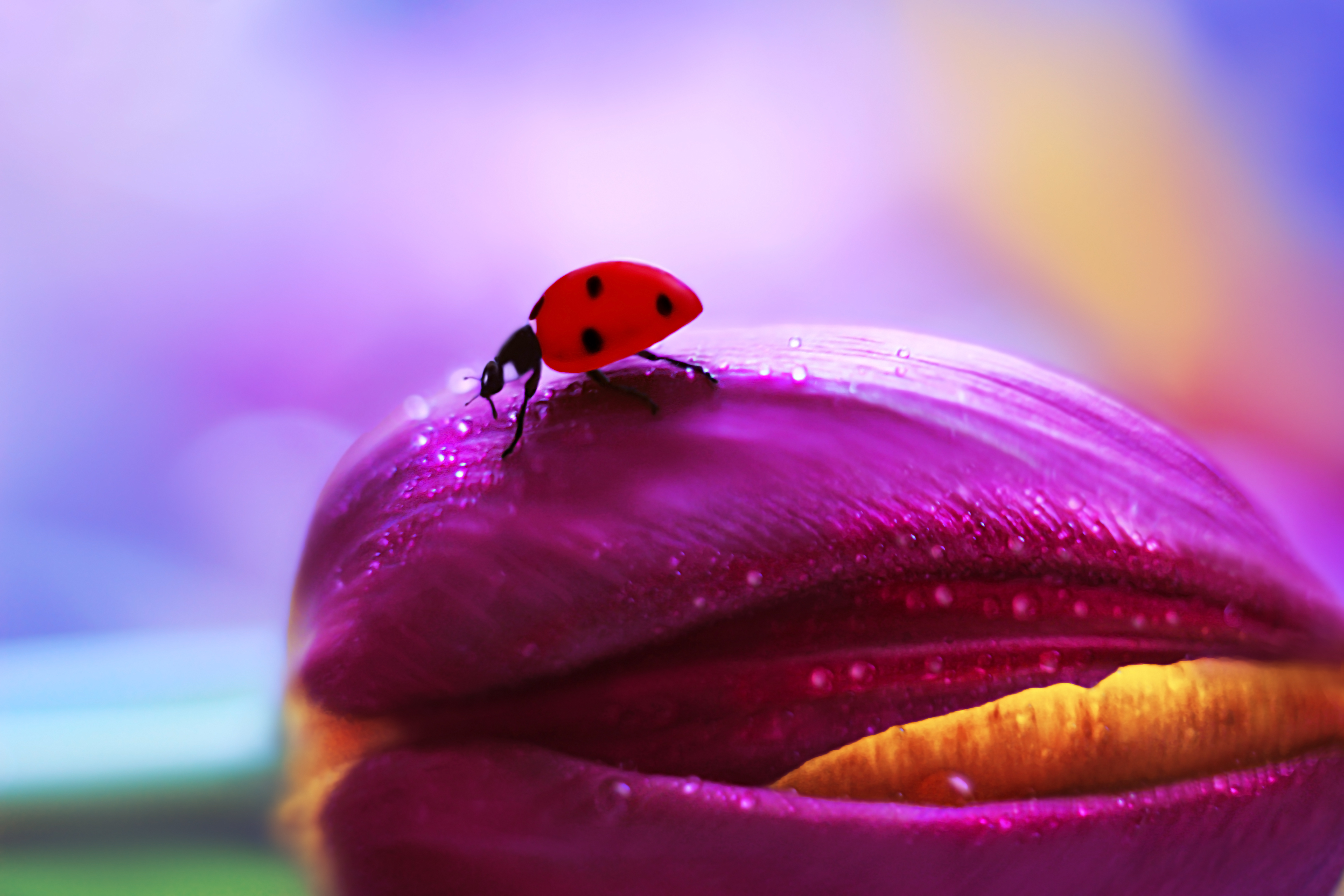 Spring Bug Wallpapers - Wallpaper Cave