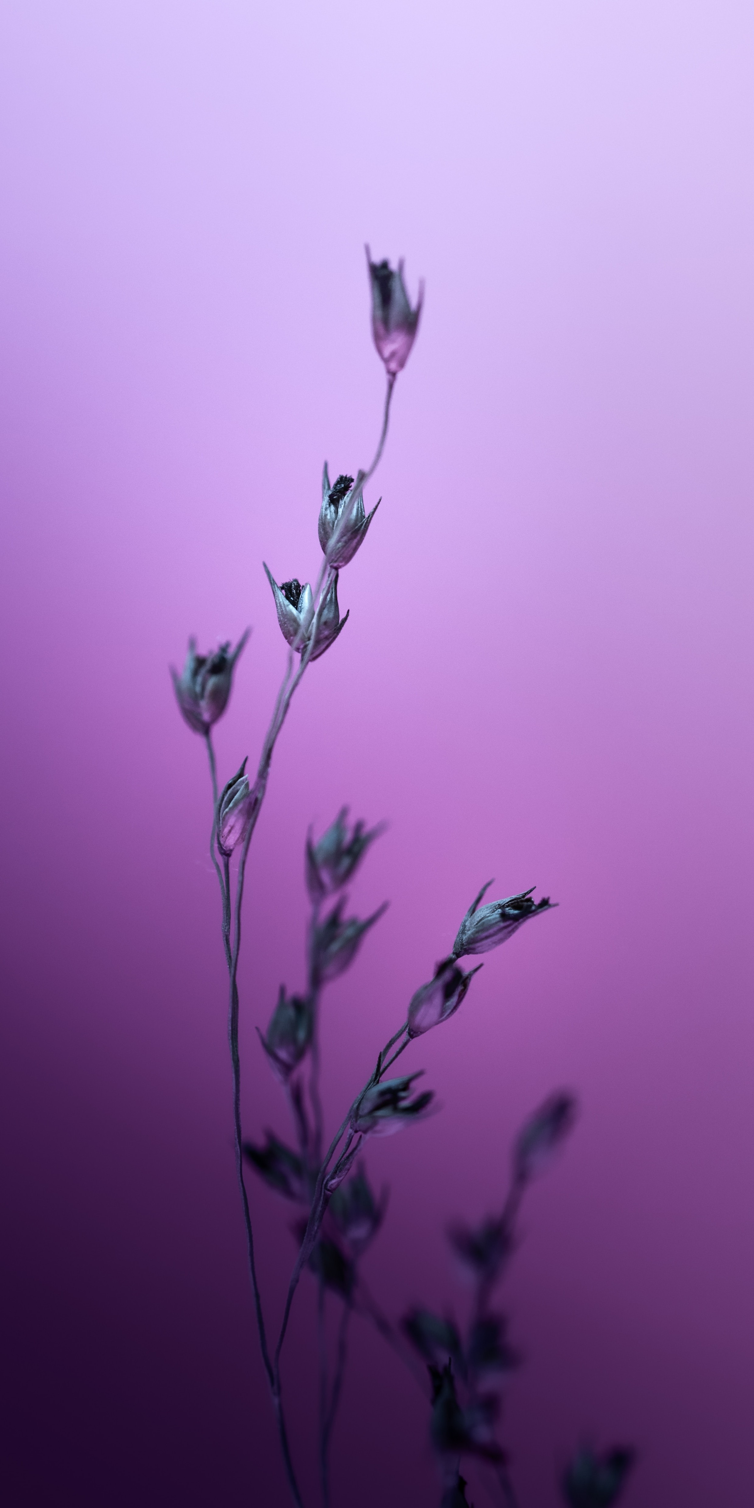 iPhone Purple Spring Wallpapers - Wallpaper Cave