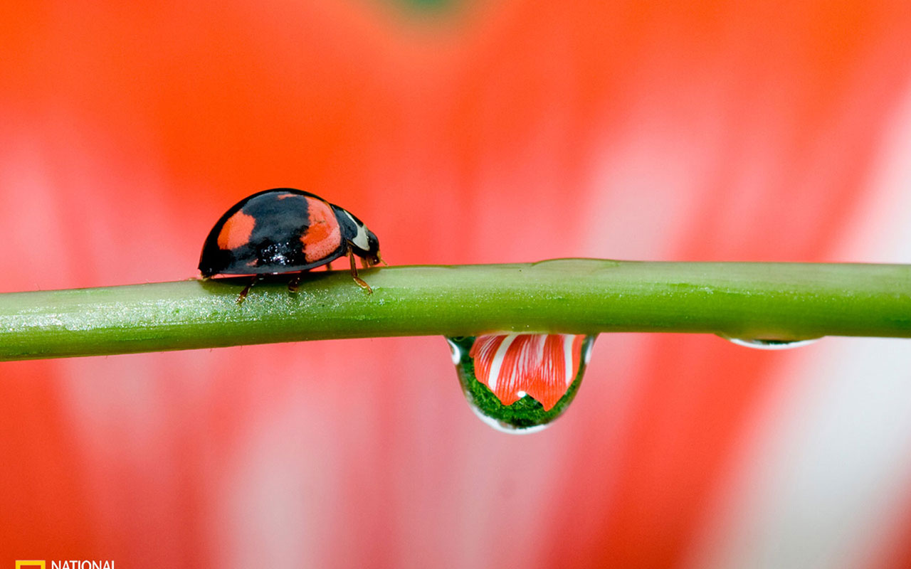 Spring Bug Wallpapers - Wallpaper Cave