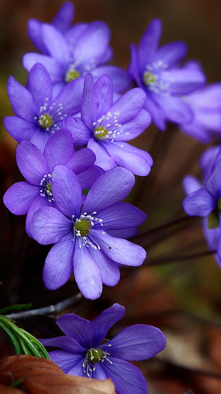 iPhone Purple Spring Wallpapers - Wallpaper Cave