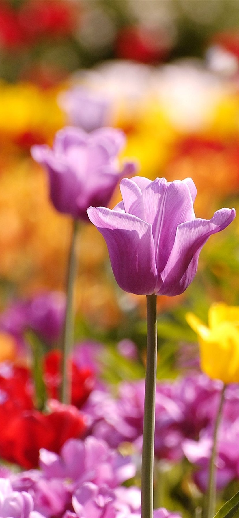 iPhone Purple Spring Wallpapers - Wallpaper Cave