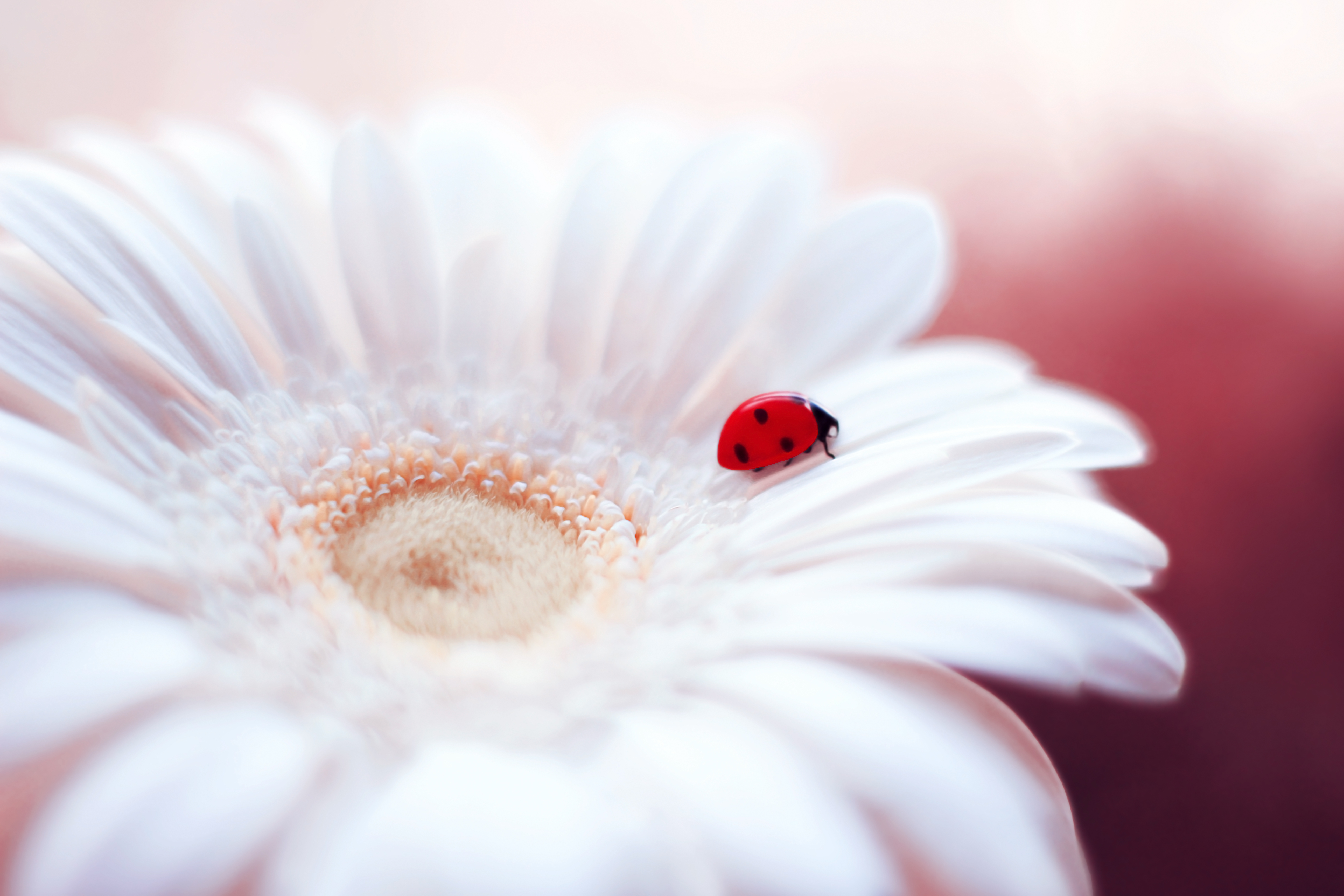 Spring Bug Wallpapers - Wallpaper Cave