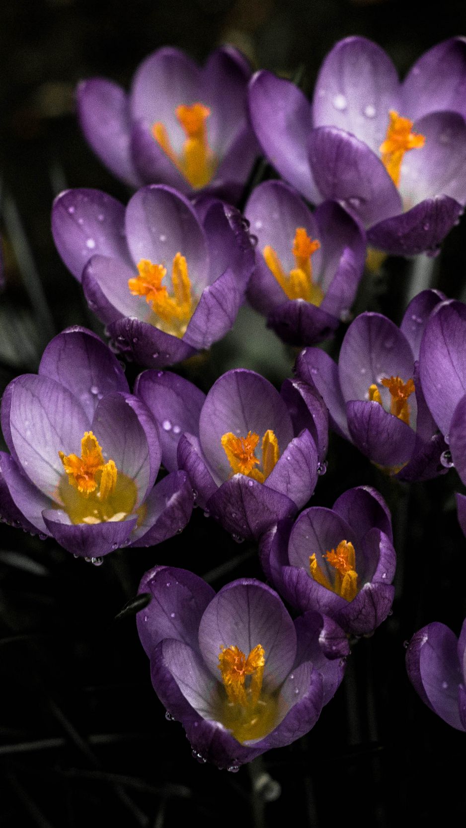 iPhone Purple Spring Wallpapers - Wallpaper Cave