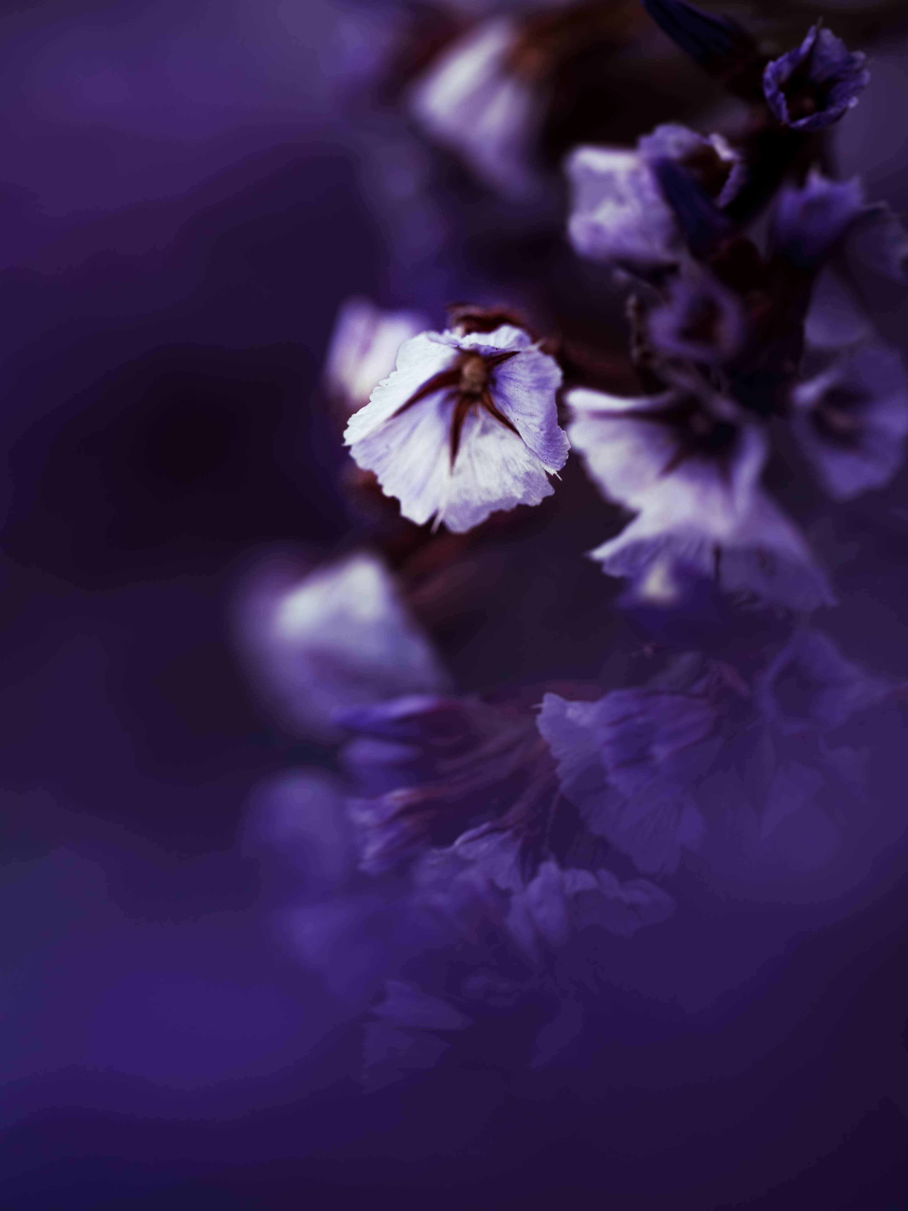 iPhone Purple Spring Wallpapers - Wallpaper Cave