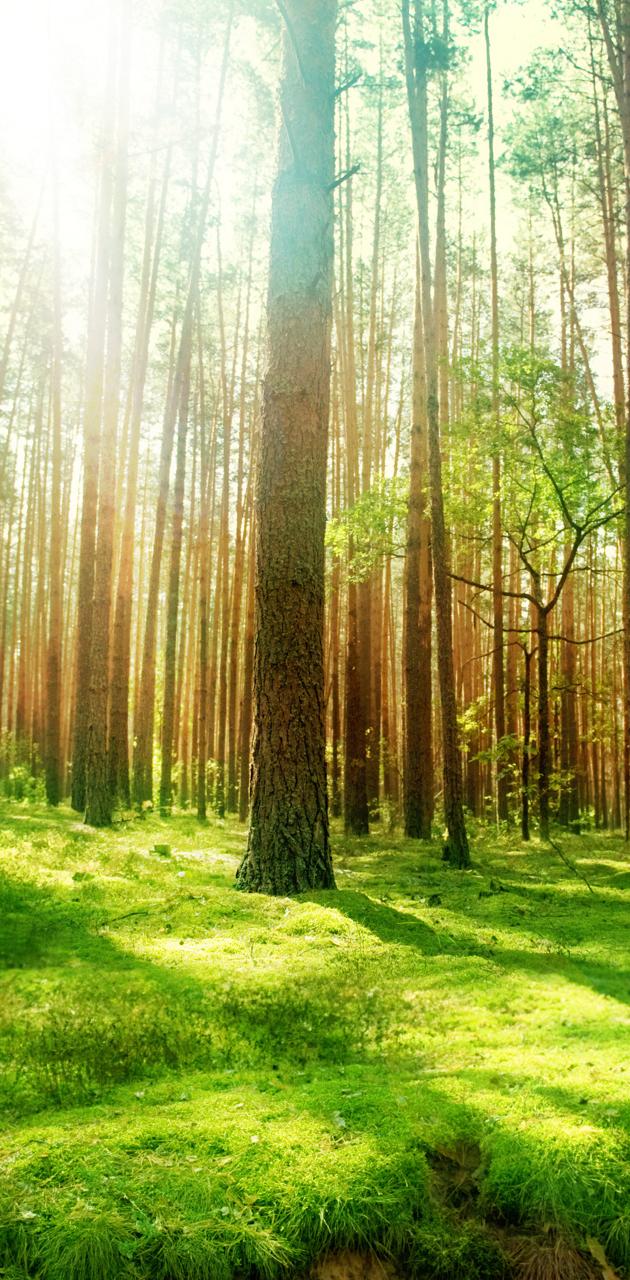 Summer Forest Background