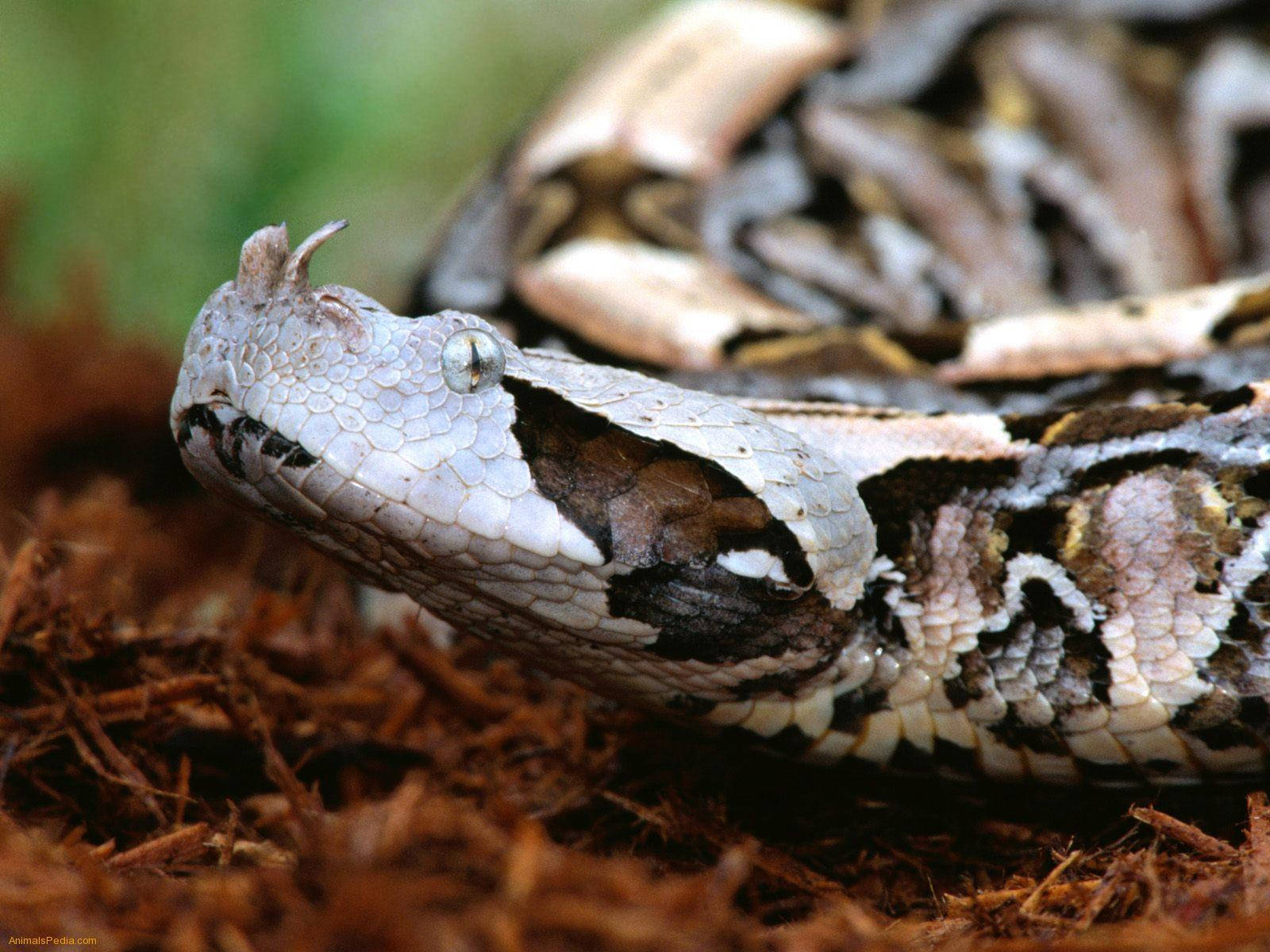 Gaboon Viper Wallpapers - Wallpaper Cave
