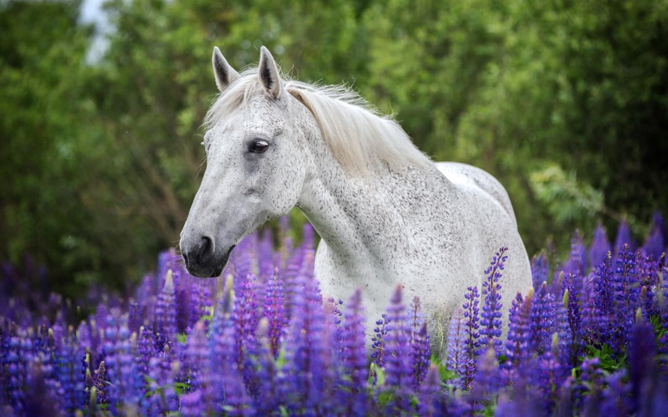 Springtime Horses Wallpapers - Wallpaper Cave